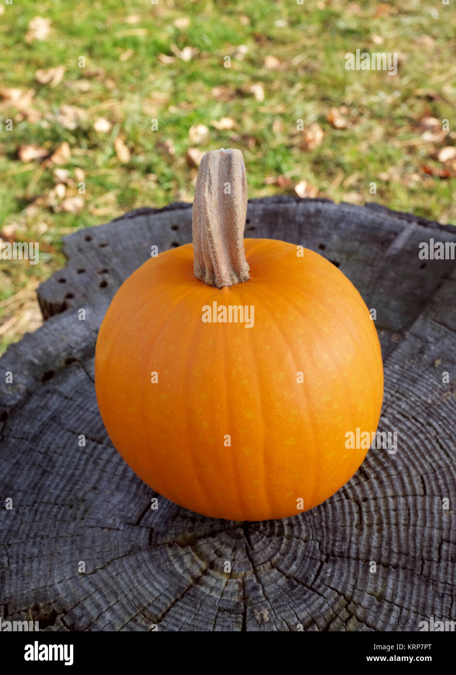 Ripe pumpkin on a grey tree stump Stock Photo - Alamy