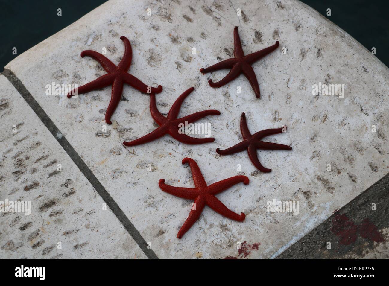 Five beautiful lucky red sea stars Stock Photo - Alamy