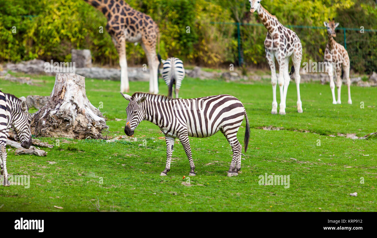 Animal background zebra giraffe hi-res stock photography and images - Alamy