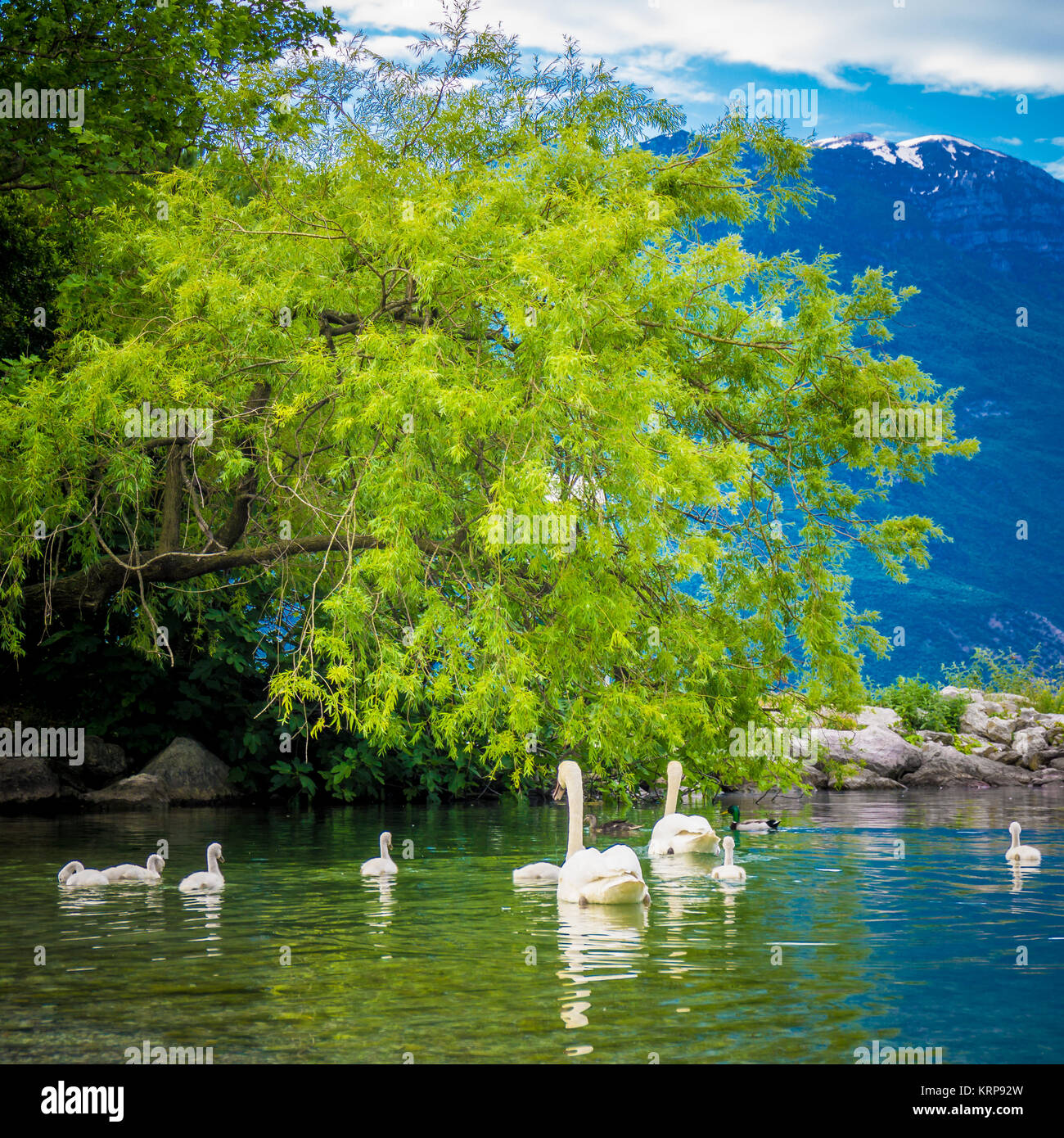 Chicken fart hi-res stock photography and images - Alamy