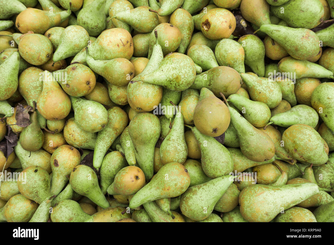 Green pears. Fresh pears Stock Photo - Alamy