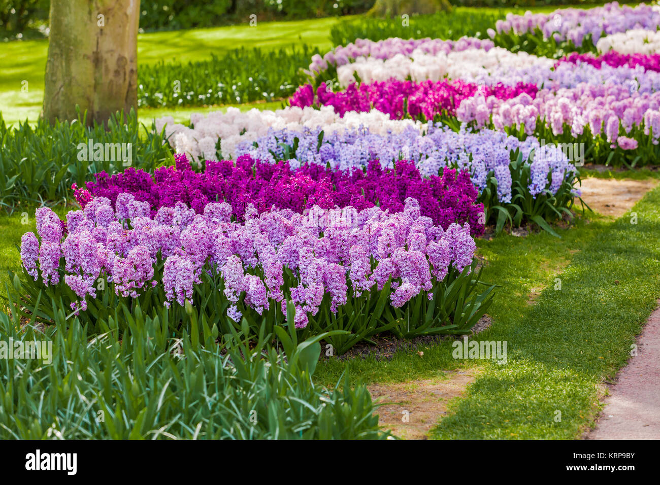 hyacinth flowers. spring garden Stock Photo - Alamy