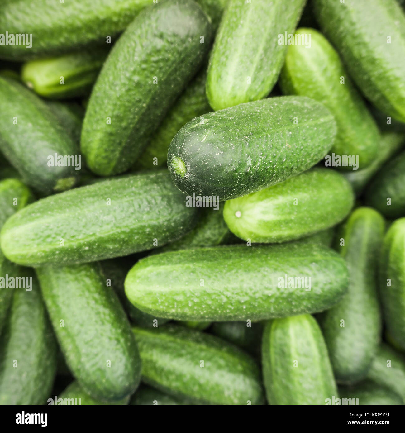 fresh cucumber. Cucumber background Stock Photo - Alamy