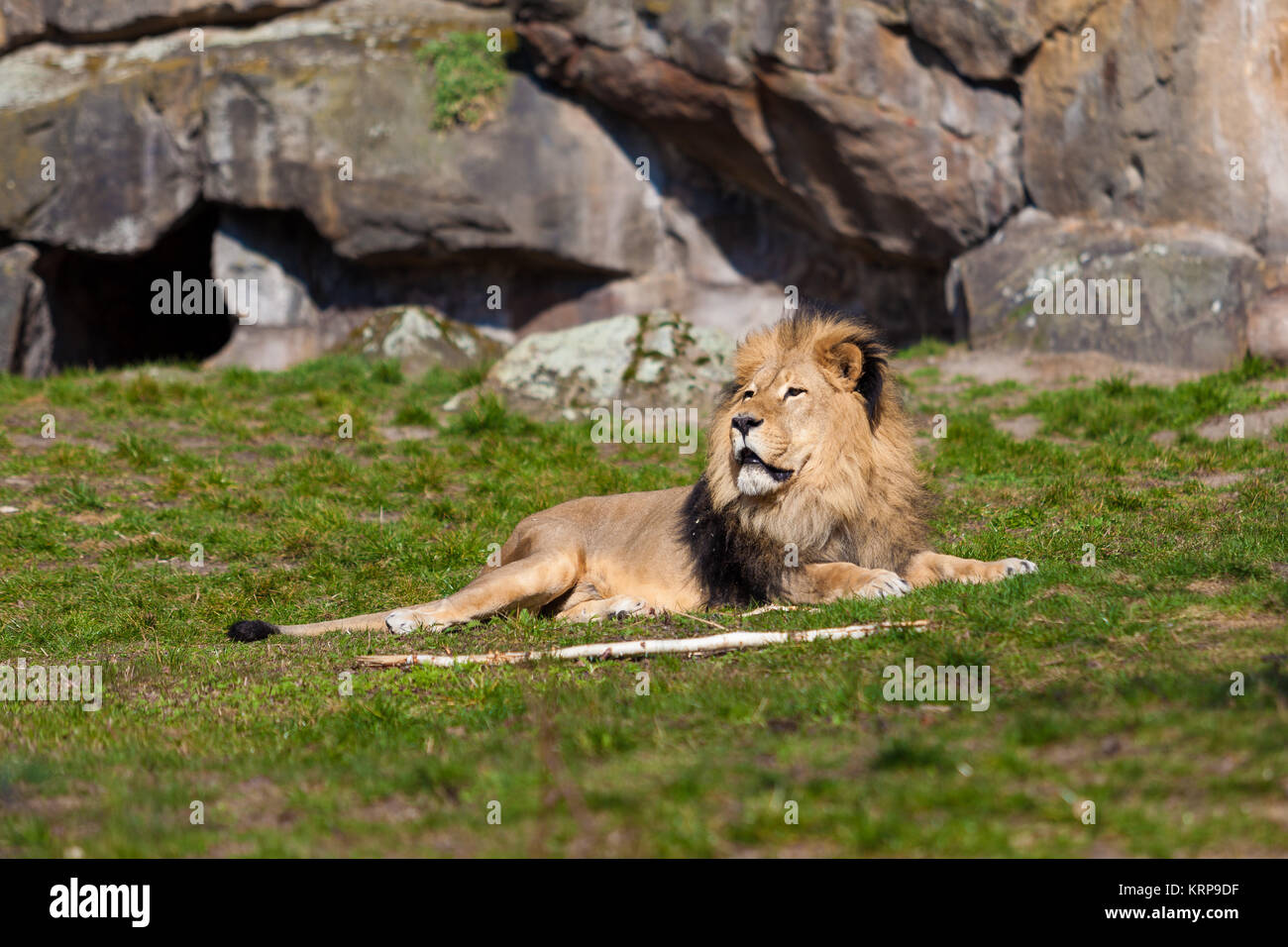 big male lion Stock Photo - Alamy