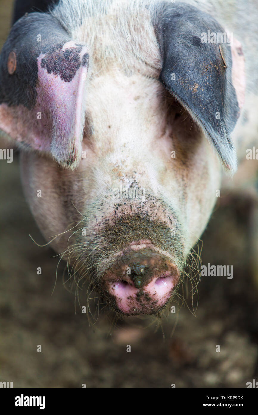 big pig on a farm Stock Photo - Alamy