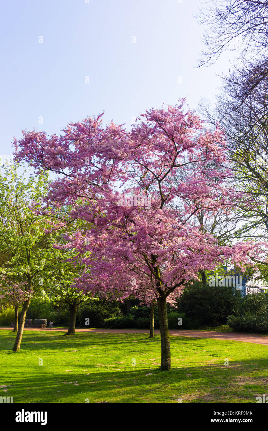 Beautiful park. Beautiful landscape. Garden Stock Photo - Alamy