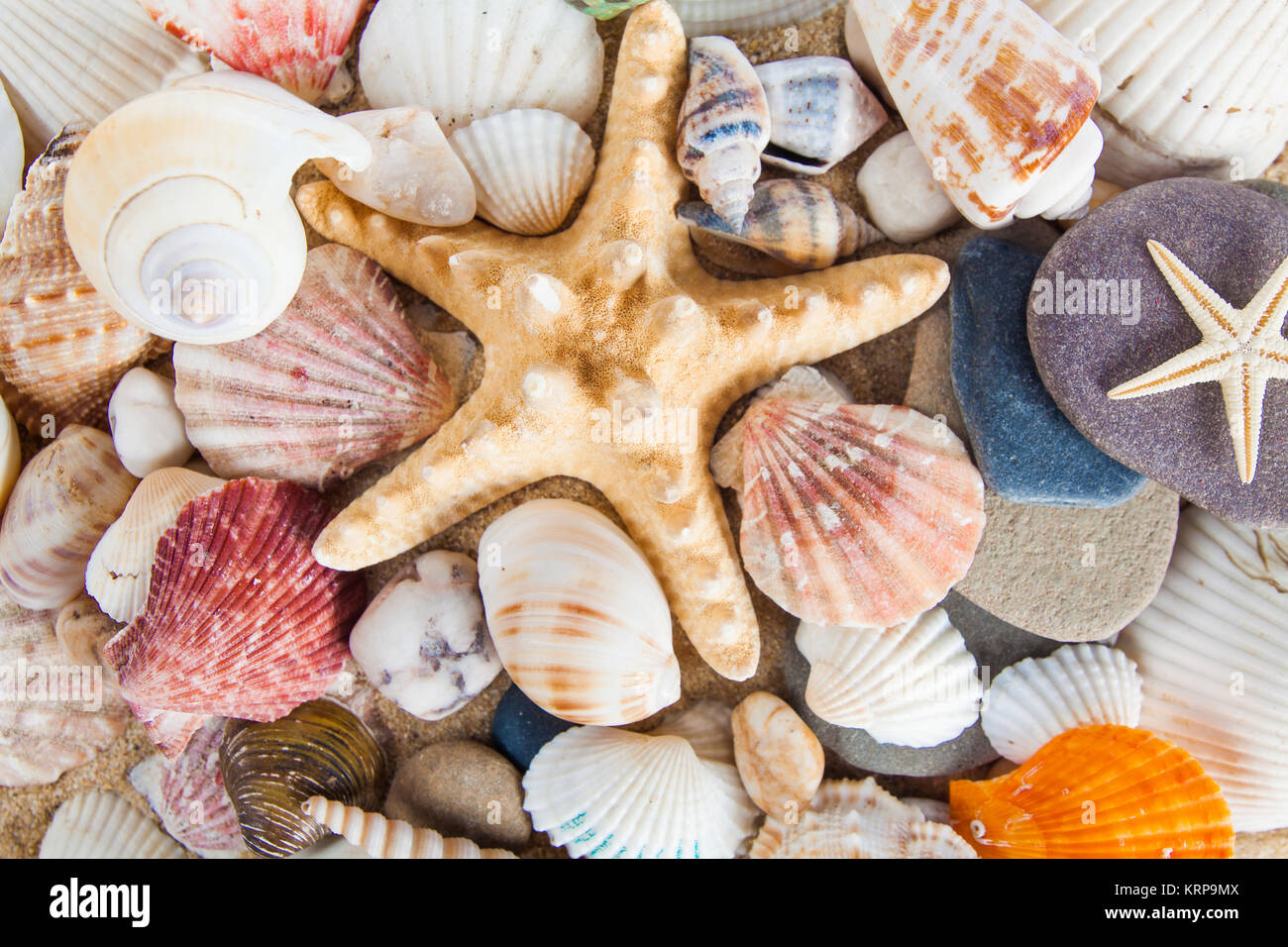 variety of sea shells Stock Photo - Alamy