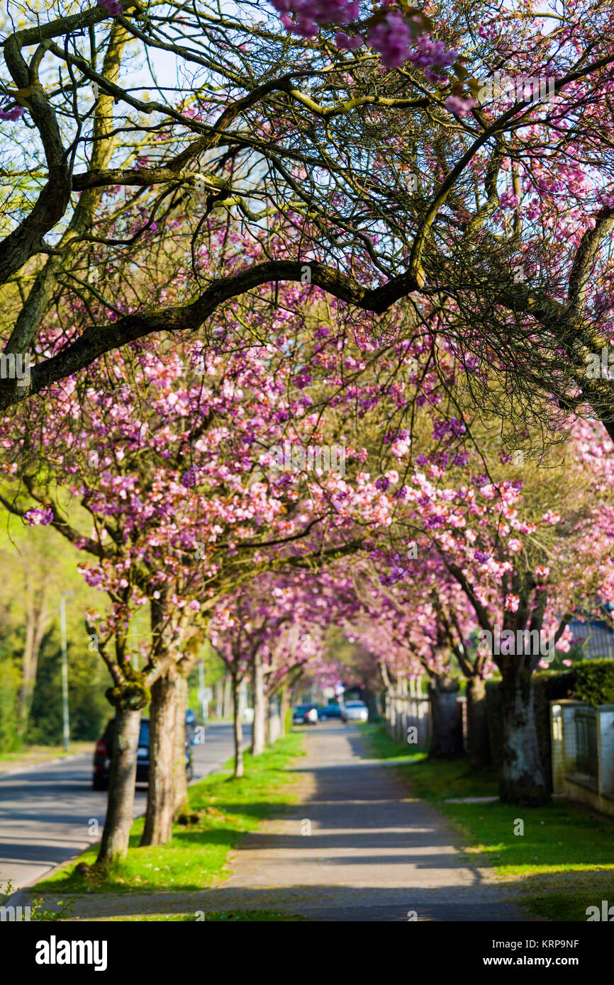 Cherry Blossom Pathway. Beautiful Landscape Stock Photo - Alamy