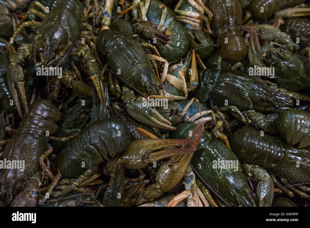 Live crayfish. fresh crayfish Stock Photo - Alamy