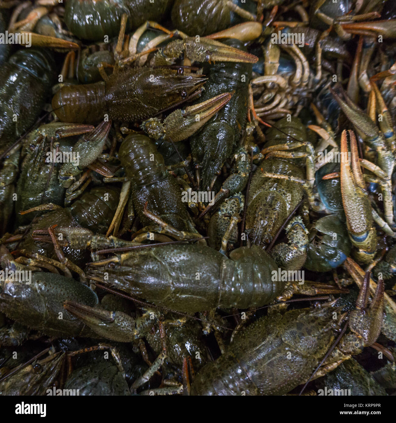 Live crayfish. fresh crayfish Stock Photo - Alamy