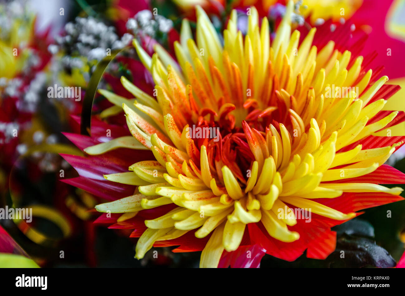 Chrysanthemum disbudded exclusive look Stock Photo - Alamy