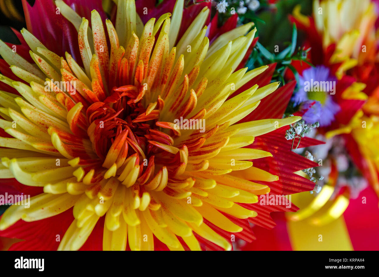 Chrysanthemum disbudded exclusive look Stock Photo - Alamy