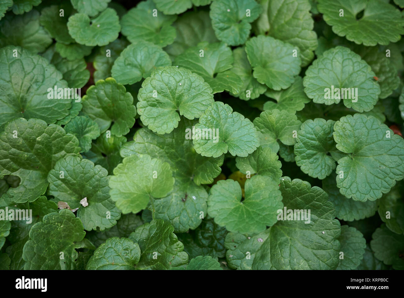 Nepeta Glechoma High Resolution Stock Photography and Images - Alamy