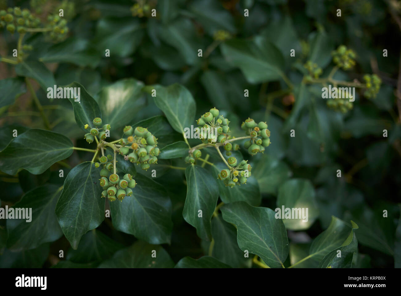 English ivy fruits hedera helix hi-res stock photography and images - Alamy