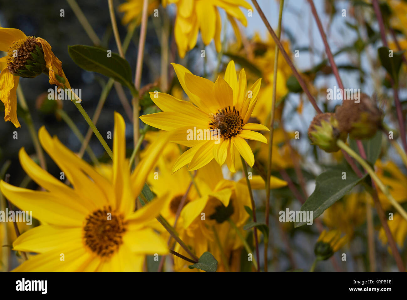 Helianthus tuberosus bee hi-res stock photography and images - Alamy