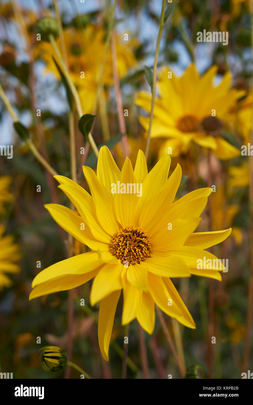 Helianthus tuberosus bloom hi-res stock photography and images - Alamy