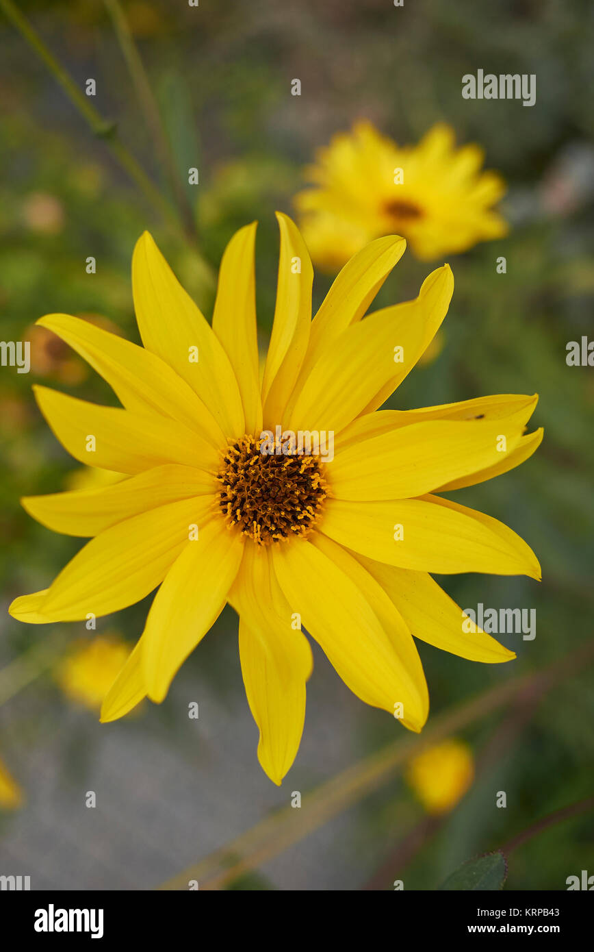 Wild tubers hi-res stock photography and images - Alamy