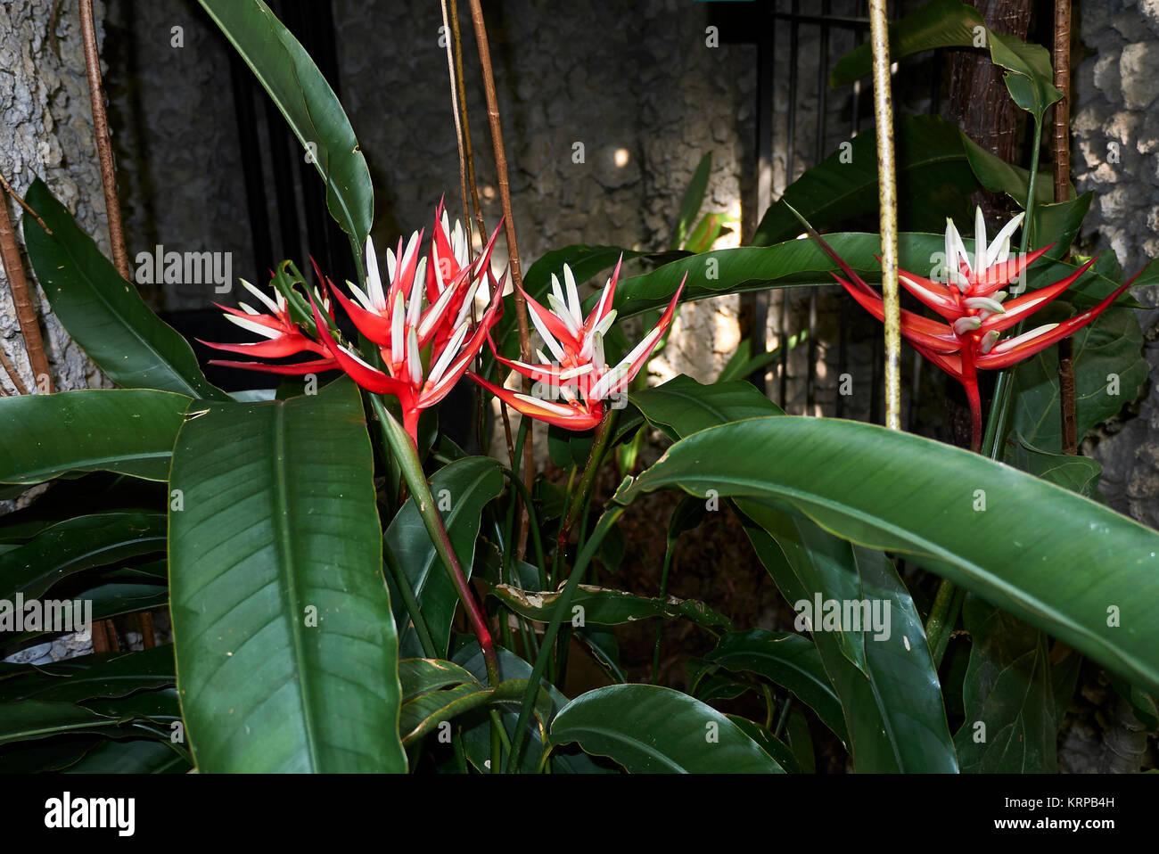 Parrots heliconia hi-res stock photography and images - Alamy