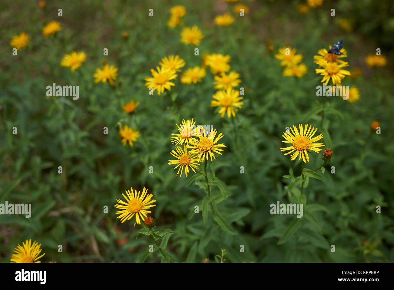Salicina hi-res stock photography and images - Alamy