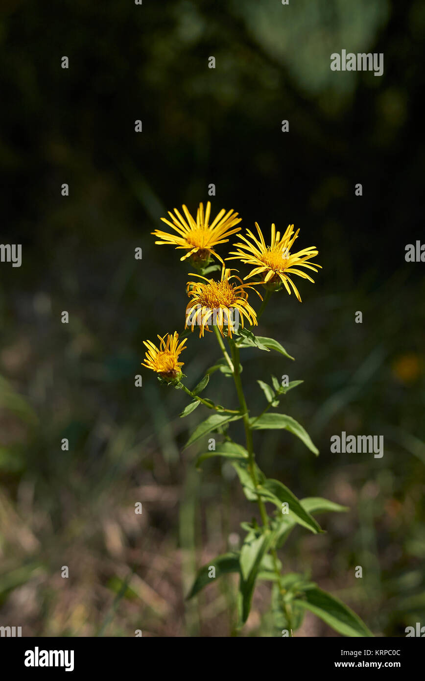 Inula Salicina High Resolution Stock Photography and Images - Alamy