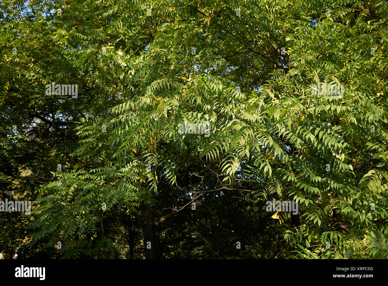 Juglans nigra tree hi-res stock photography and images - Alamy