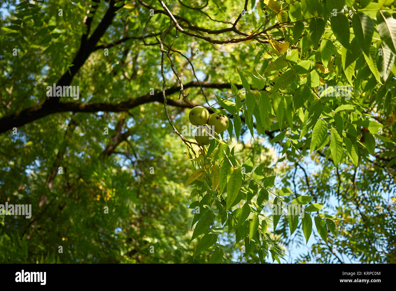 Juglans nigra tree hi-res stock photography and images - Alamy