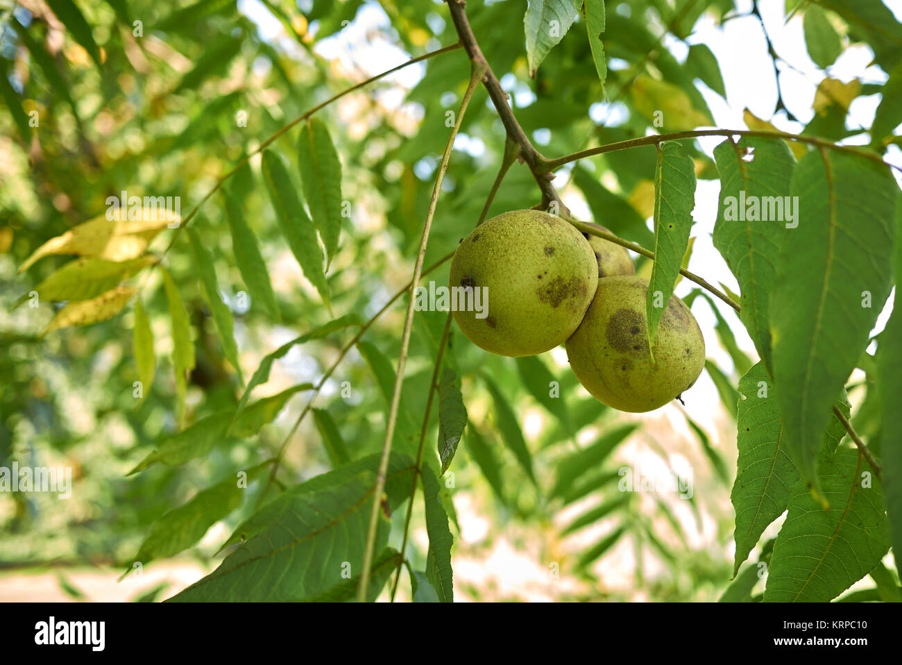 Juglans nigra garden hi-res stock photography and images - Alamy