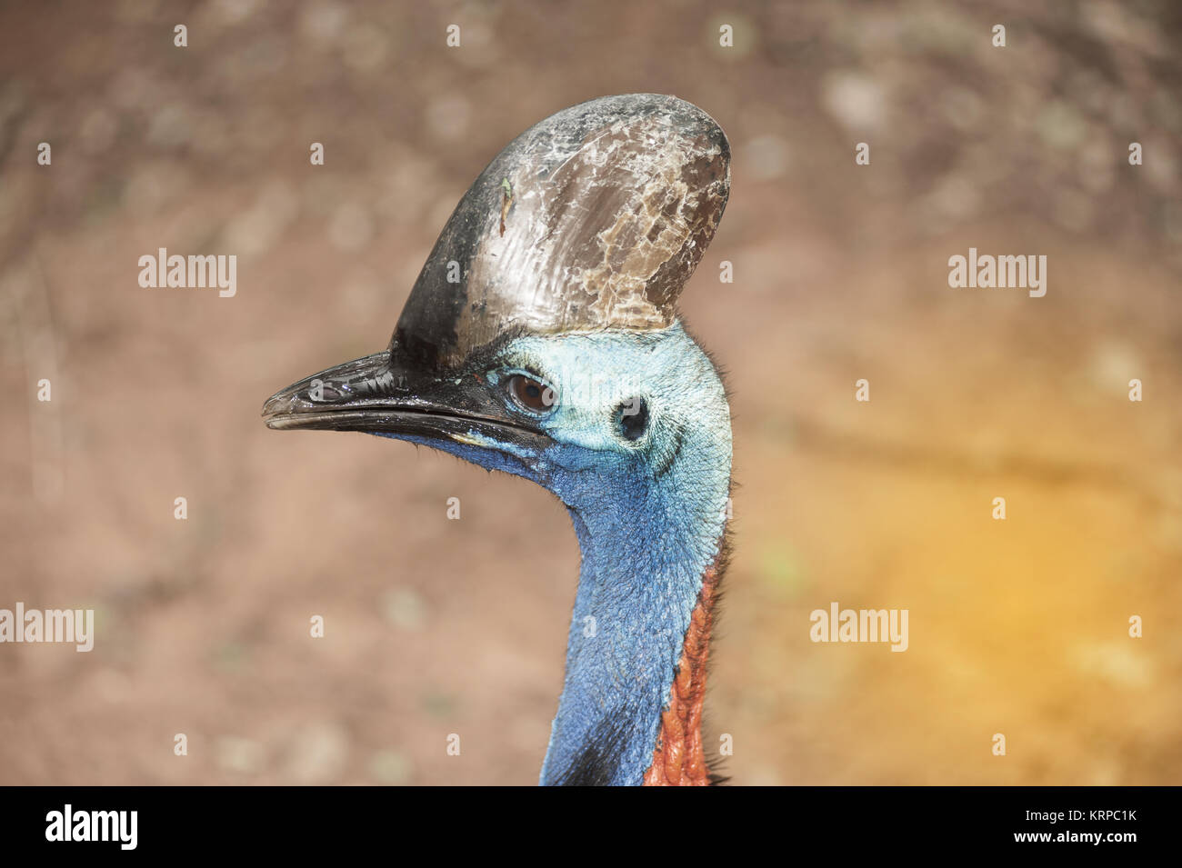 A close-up portrait of the massive flightless bird, the Cassowary, in ...