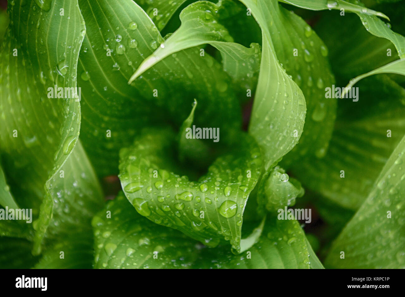 Dew Covered Hosta Stock Photo - Alamy