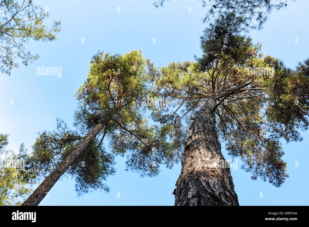 Wild Pine Trees Stock Photo - Alamy