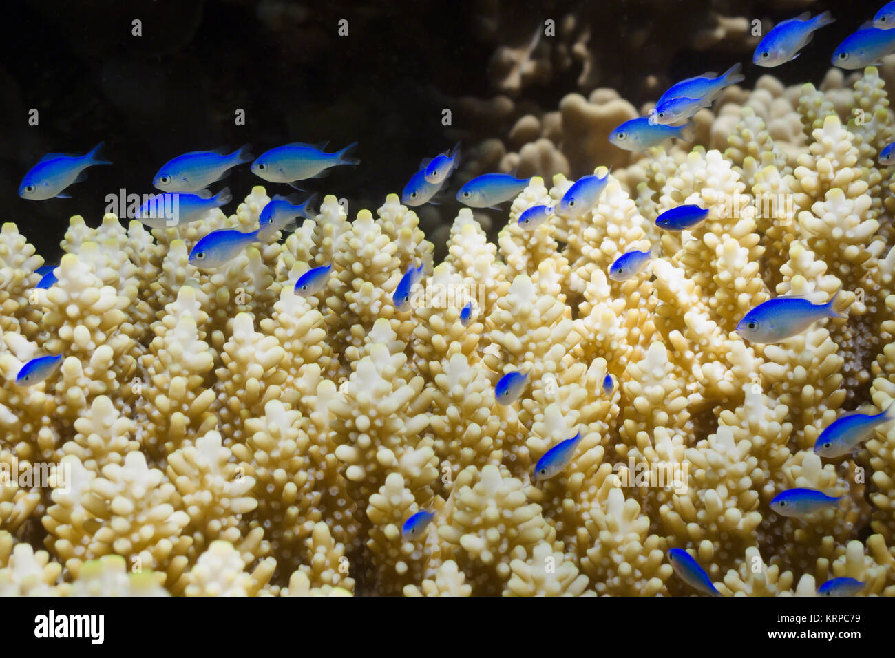 Damselfish Great Barrier Reef High Resolution Stock Photography and ...
