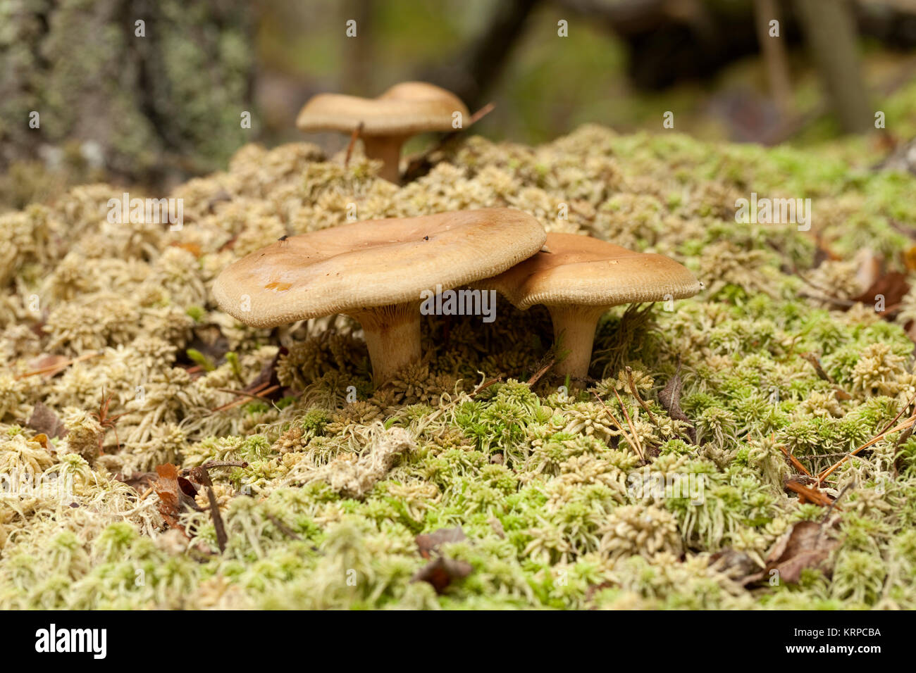Paxillus fungus hi-res stock photography and images - Alamy