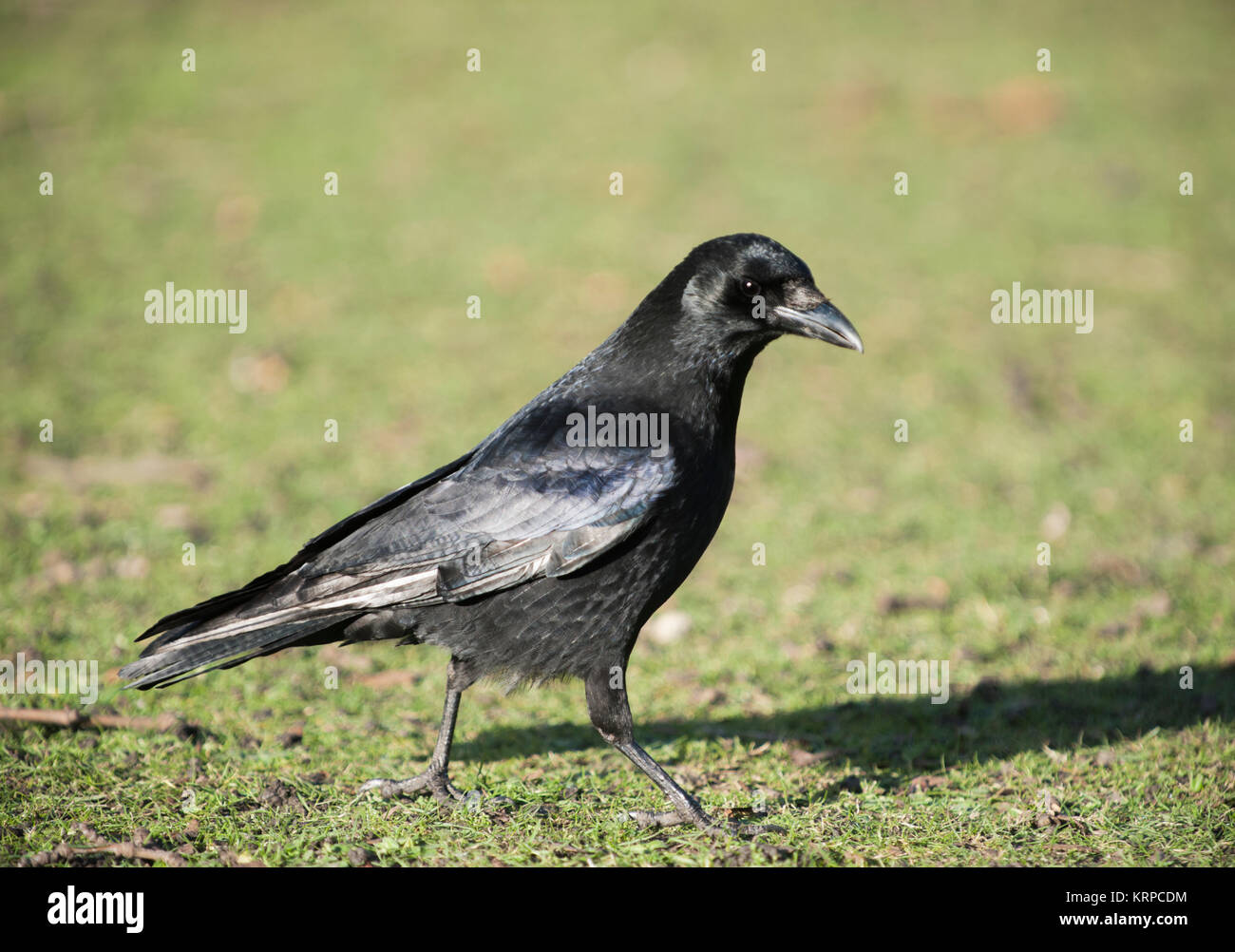 Partial leucism bird hi-res stock photography and images - Alamy