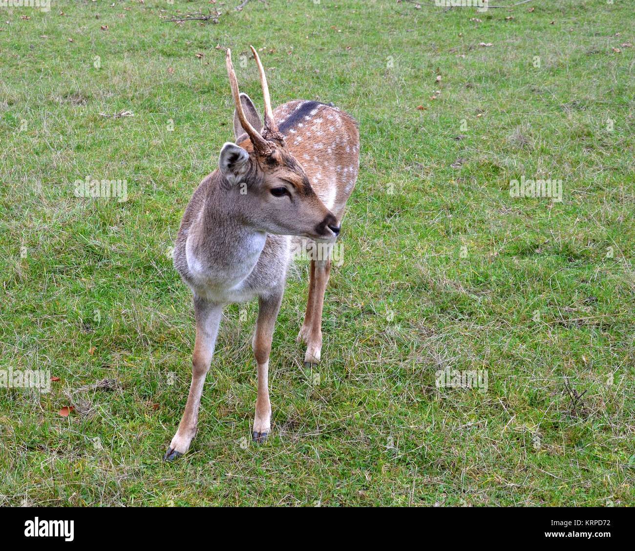 Roebuck farm hi-res stock photography and images - Alamy