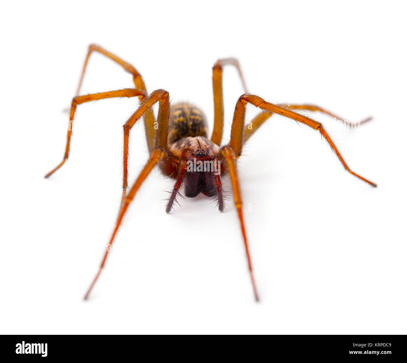 Spinnenartiges tier hi-res stock photography and images - Alamy