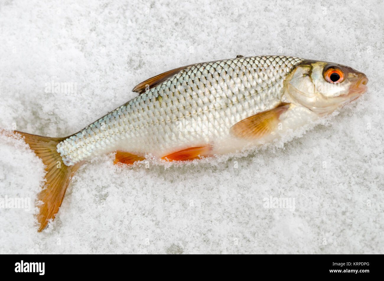 Fish roach closeup on the ice Stock Photo - Alamy