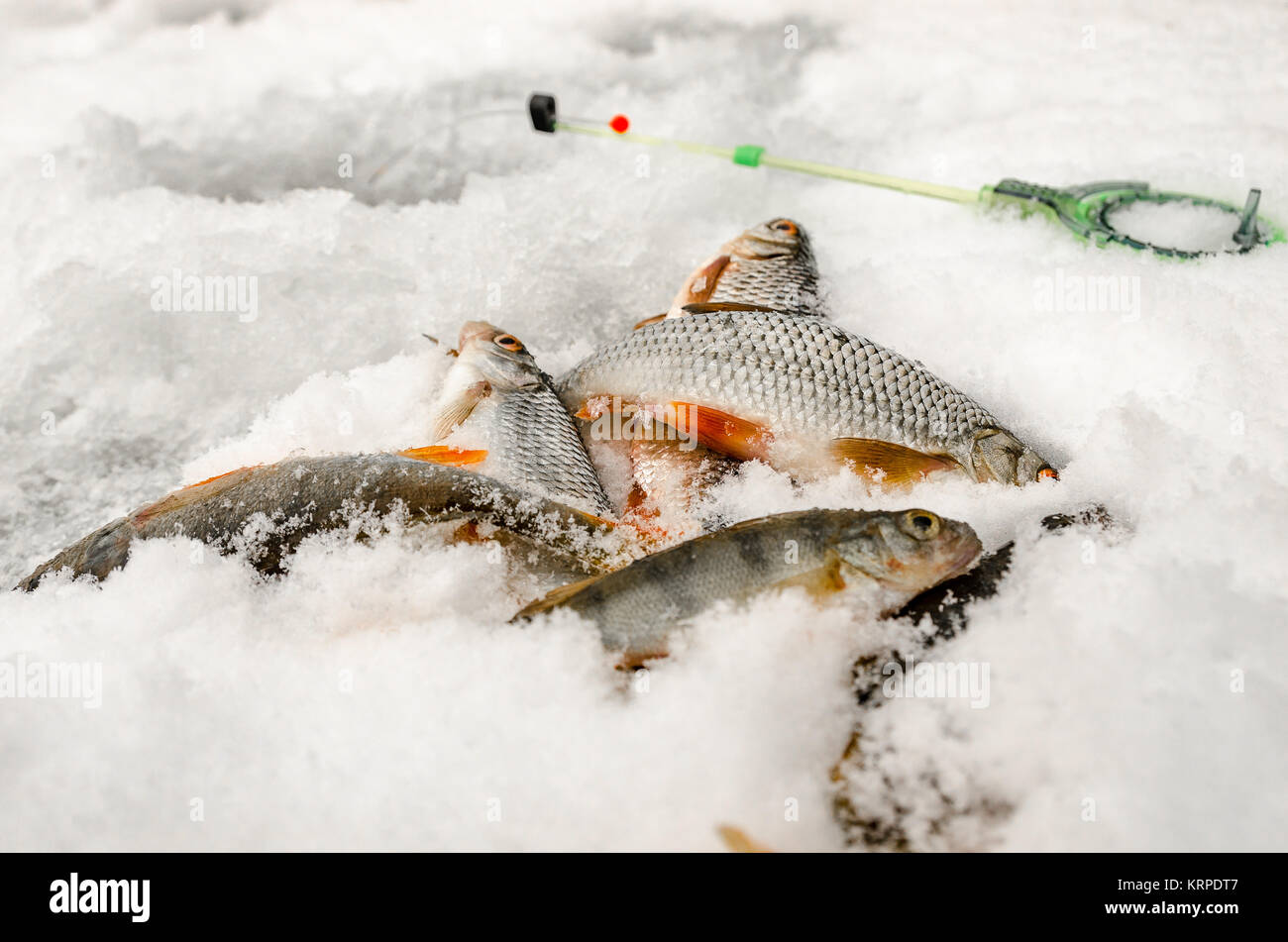 Ice fishing trophy success winter hi-res stock photography and images ...