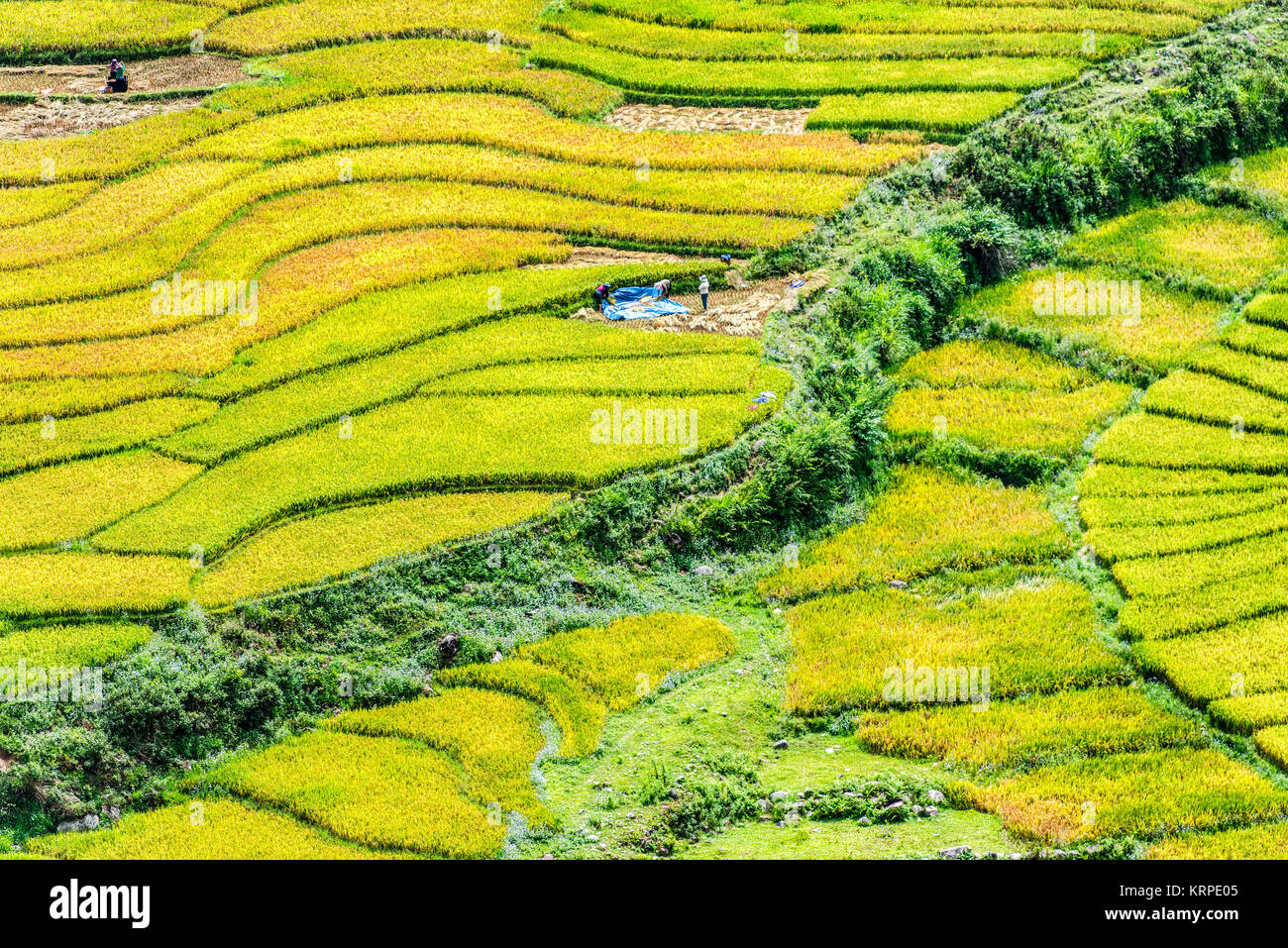 Vietnam Rice Terraces Stock Photo - Alamy