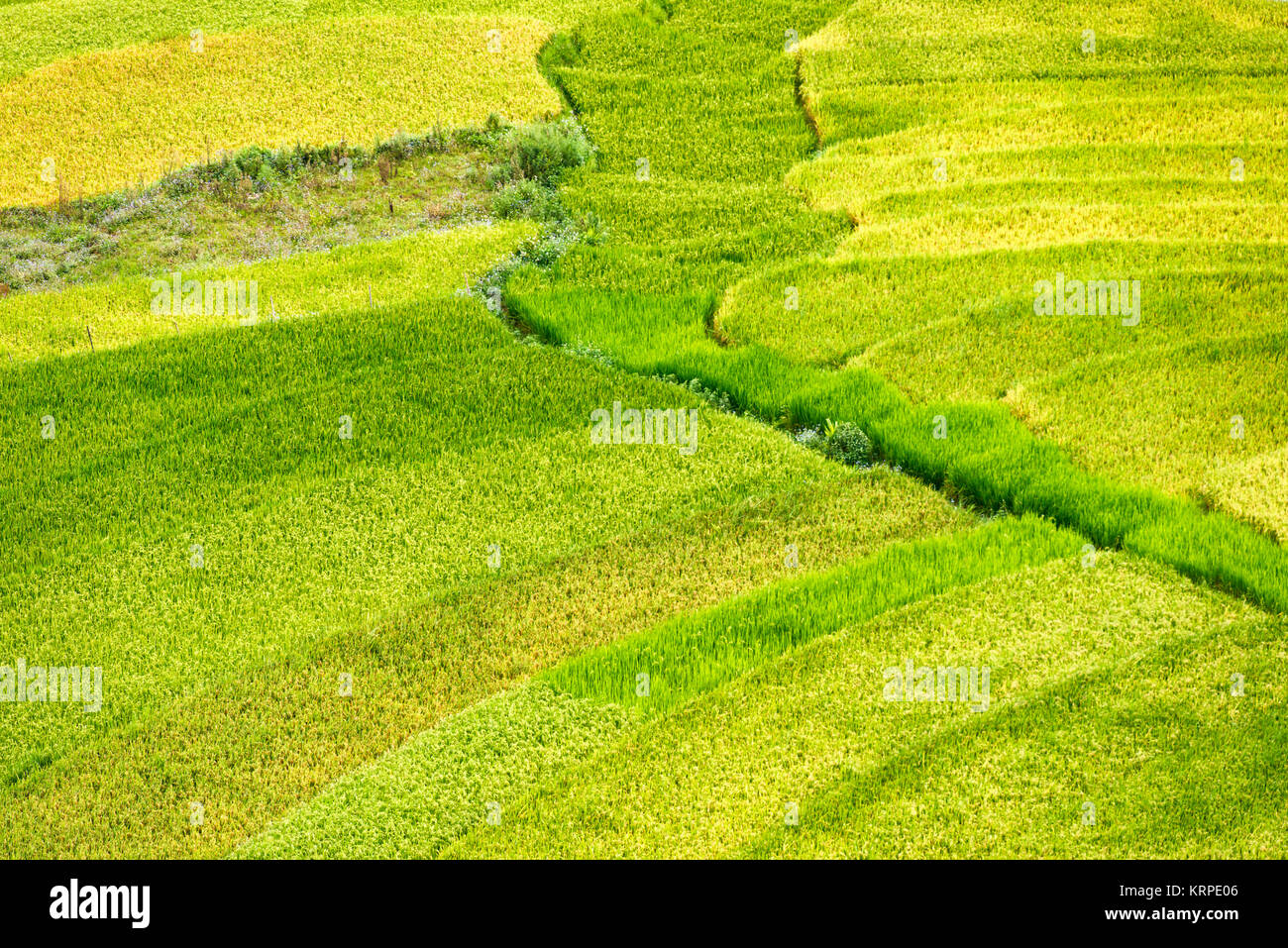 Vietnam Rice Terraces Stock Photo - Alamy