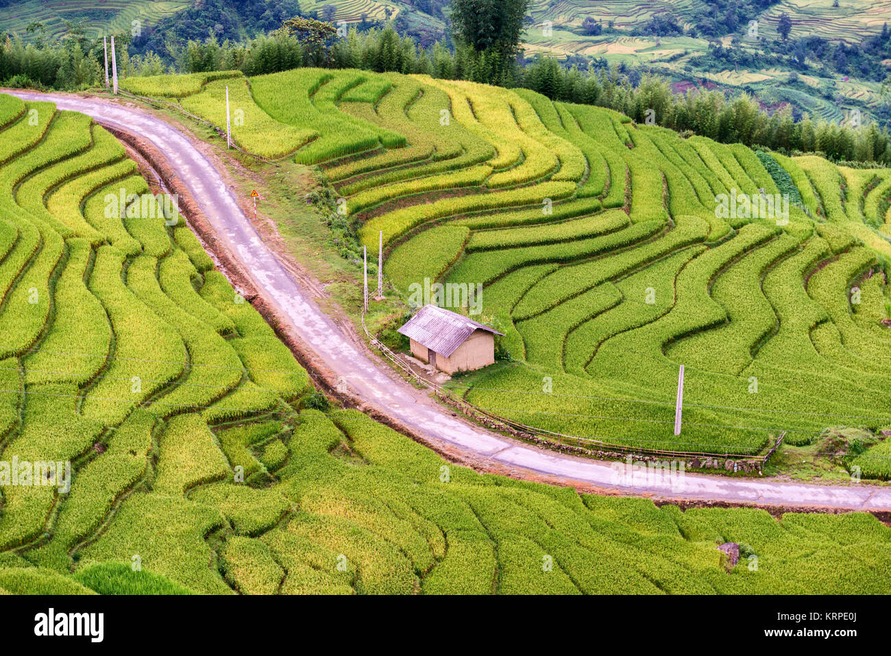 Vietnam Rice Terraces Stock Photo - Alamy