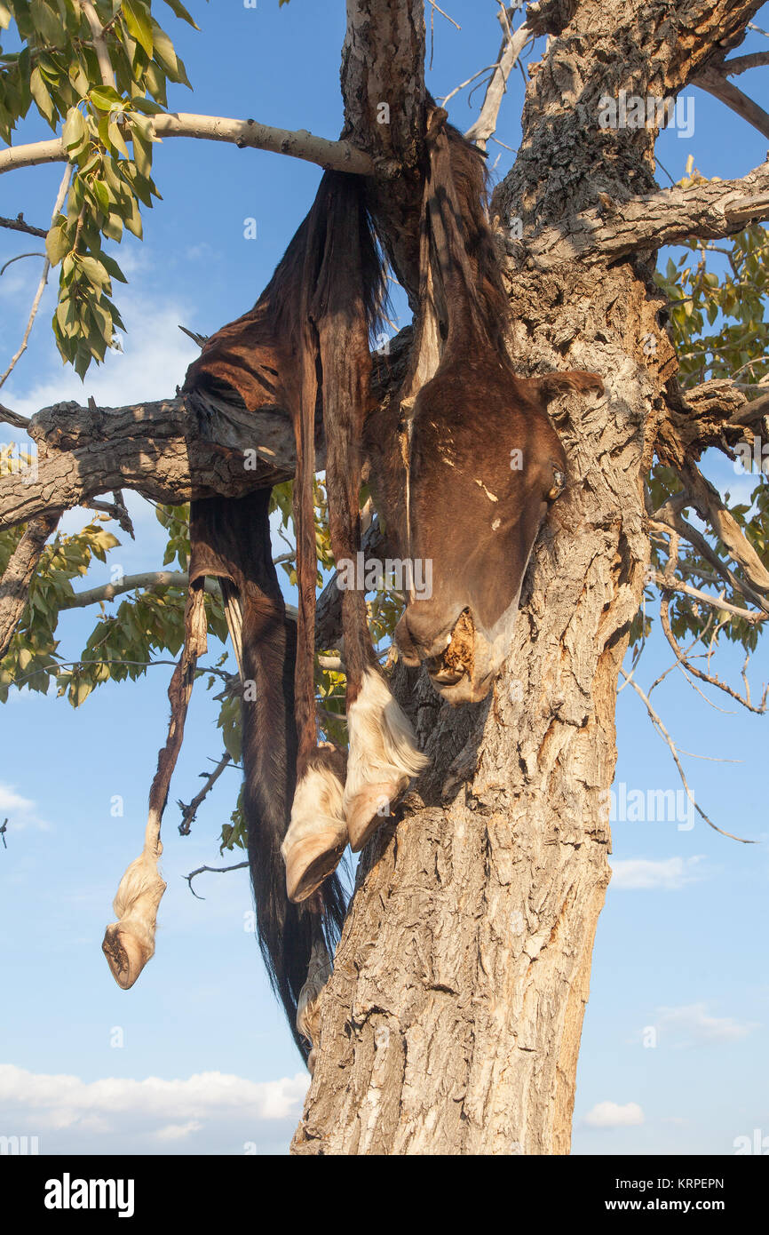 Hide sacrificial horse hanging on the tree Stock Photo - Alamy