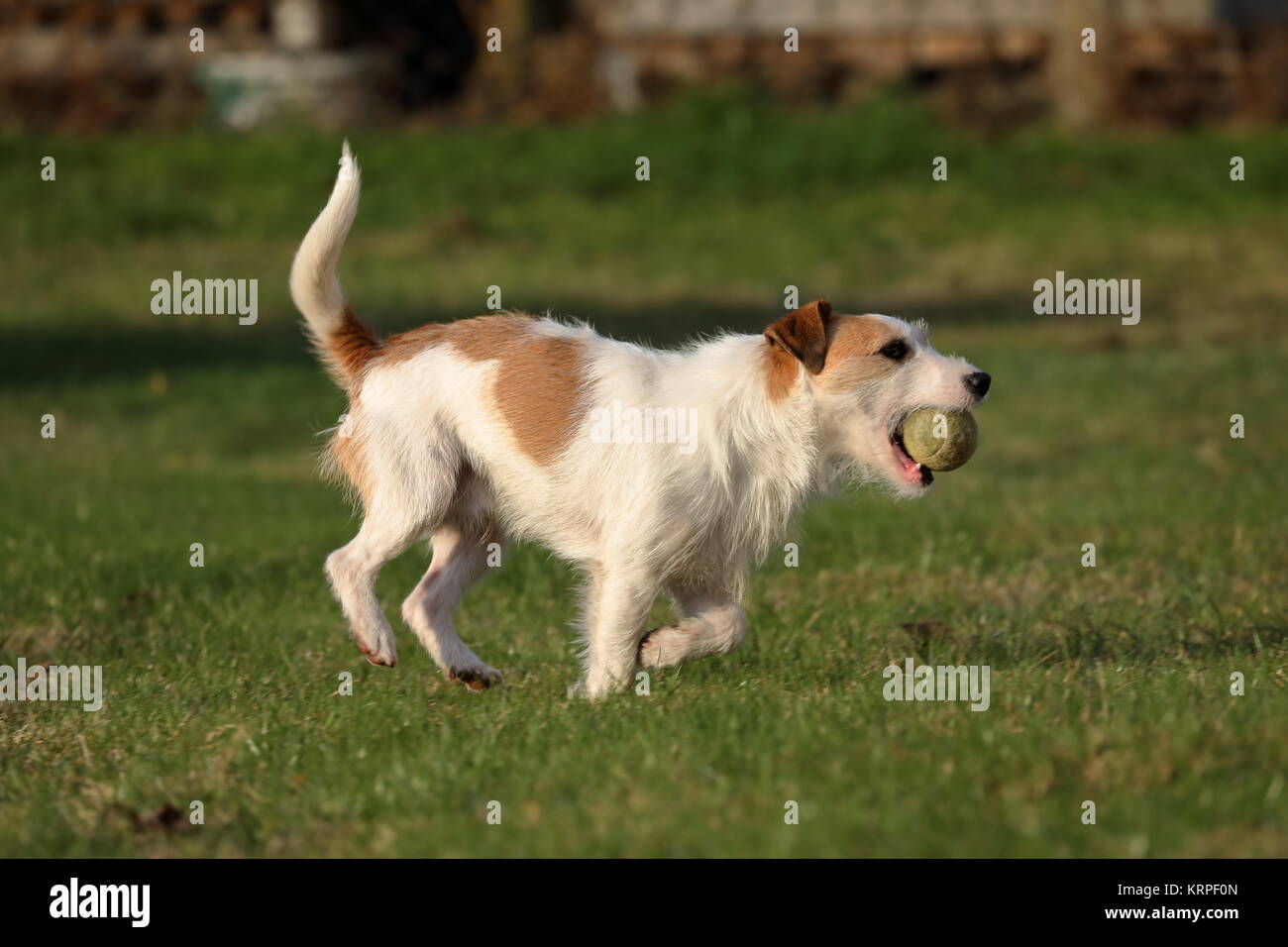 jack russell parson terrier Stock Photo - Alamy