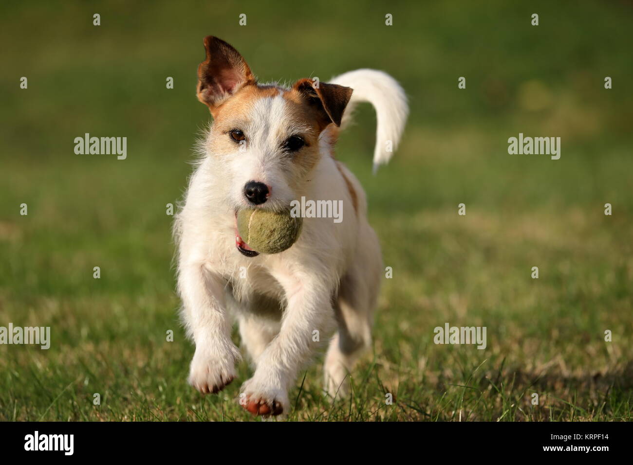 jack russell parson terrier Stock Photo - Alamy