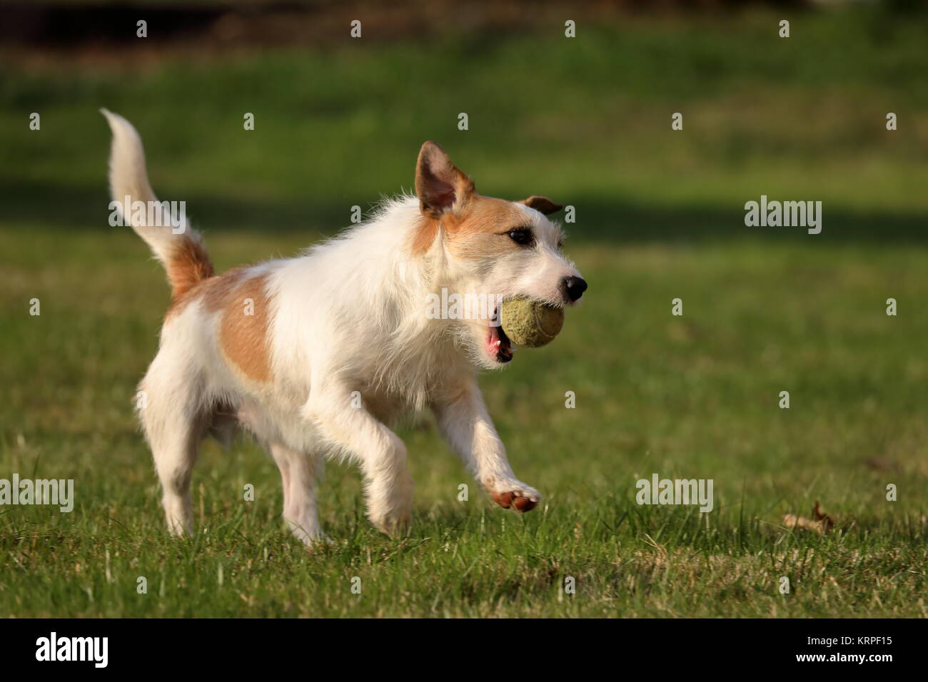 jack russell parson terrier Stock Photo - Alamy