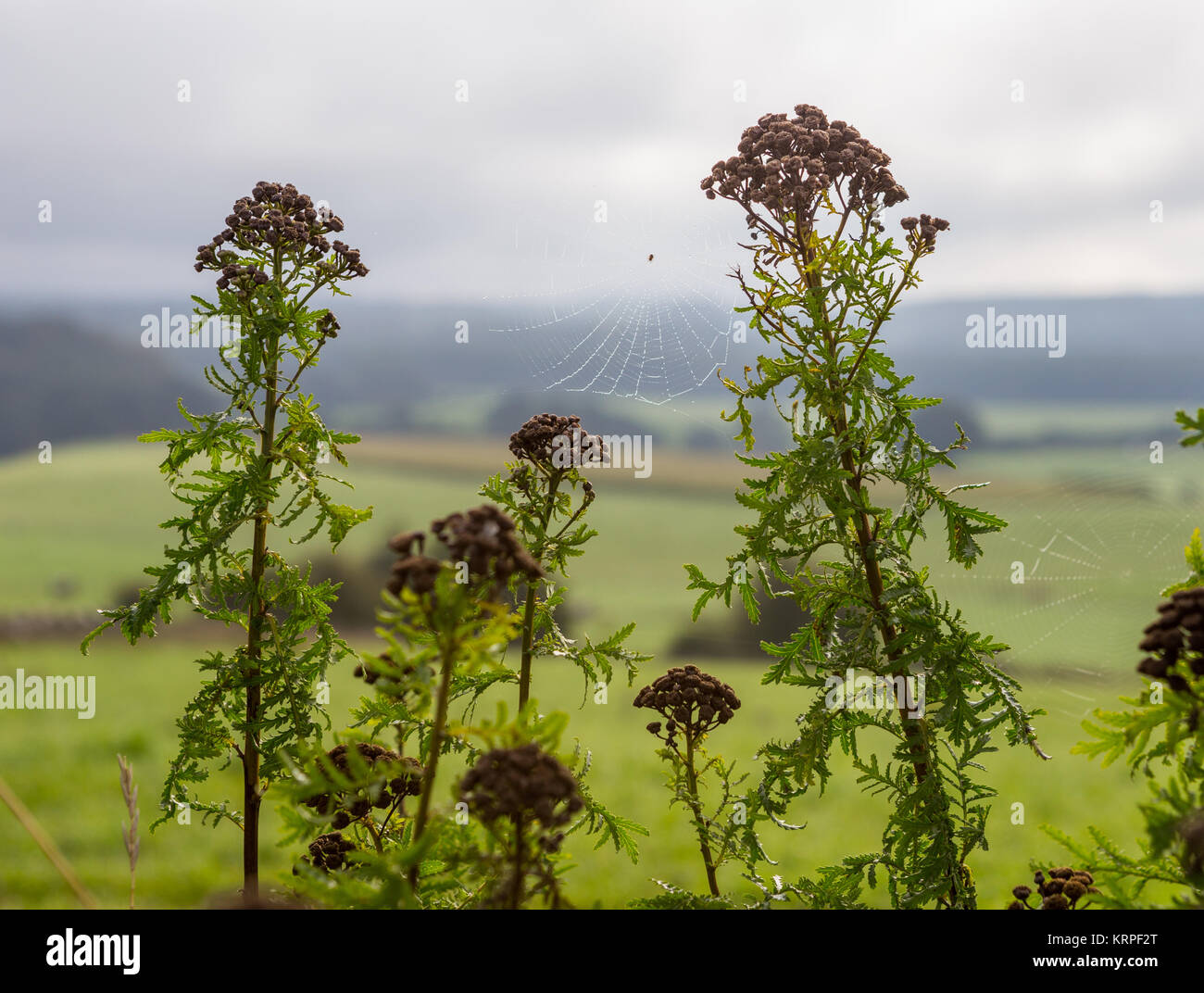 Heffingen hi-res stock photography and images - Alamy