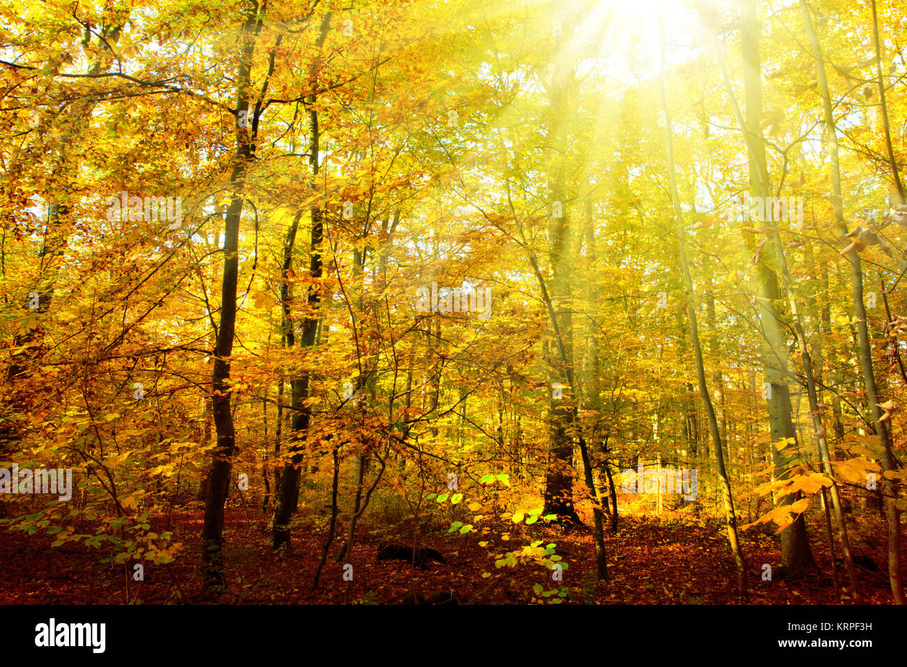 Warm autumn landscape in a forest with the sun and the trees.Sunrise in ...