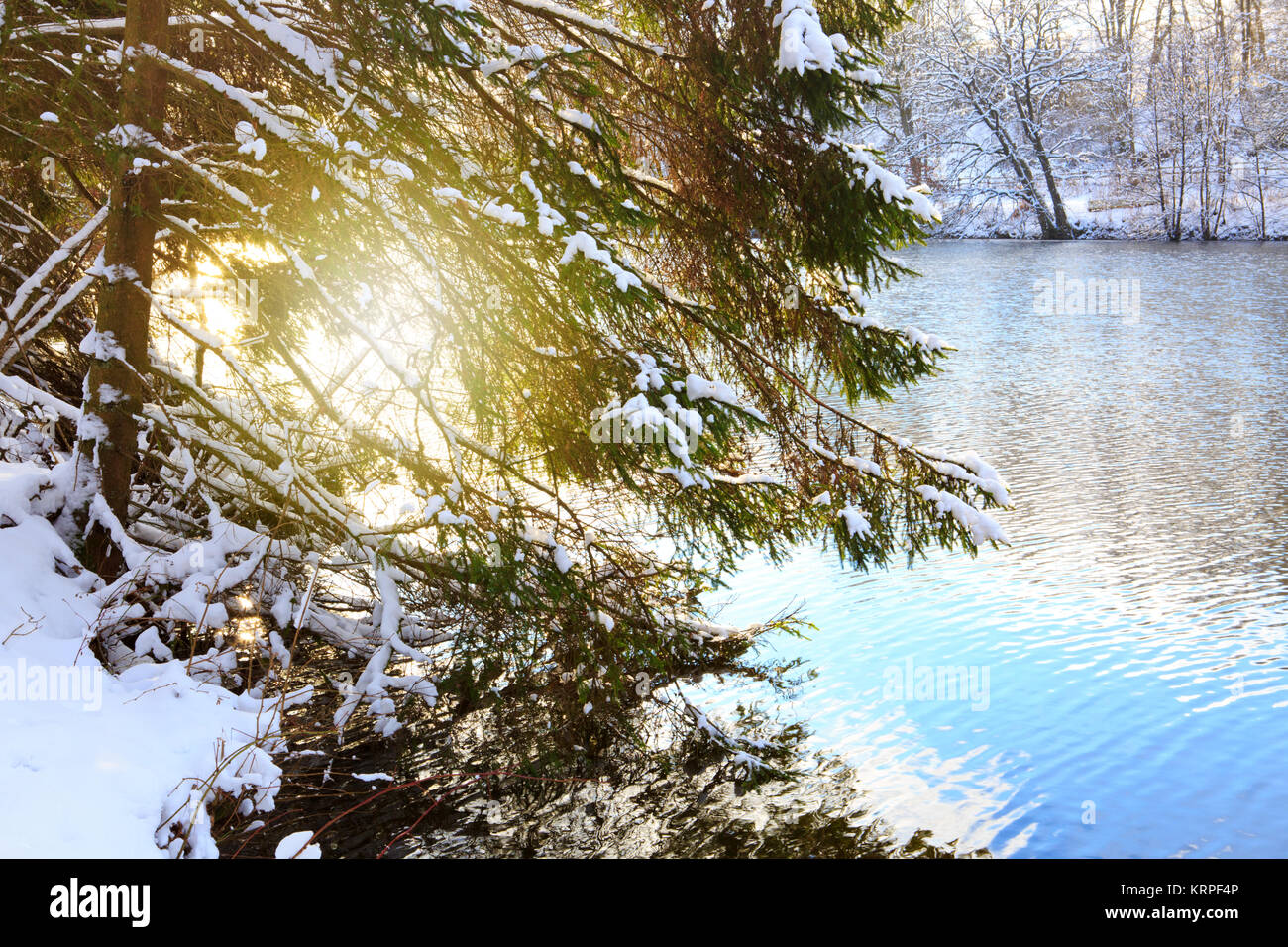 Frosty trees in the winter scenery . Winter landscape of frozen trees ...
