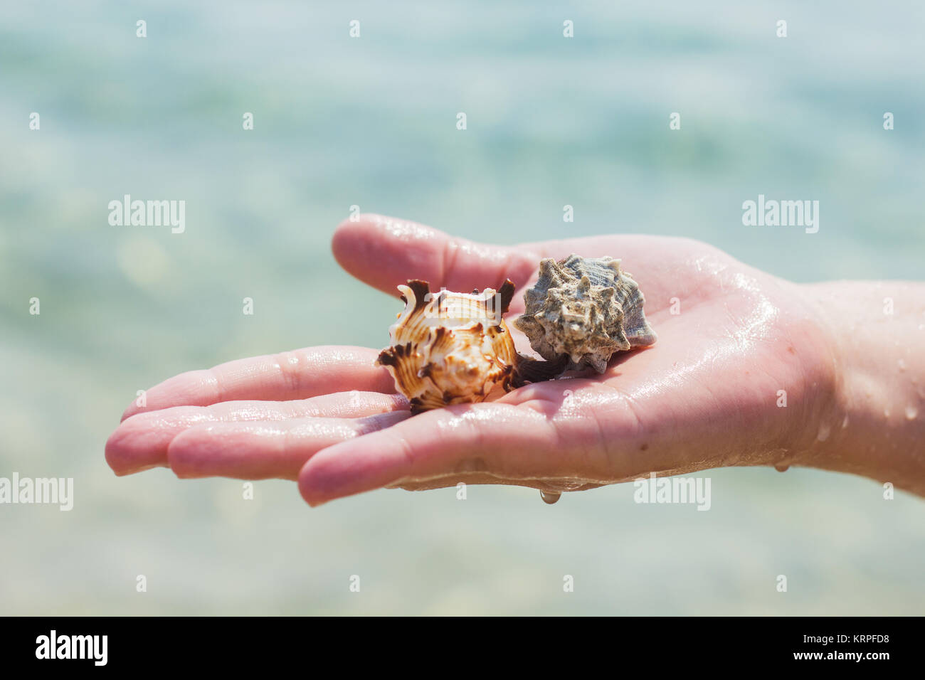 Seashell in woman hands Stock Photo - Alamy