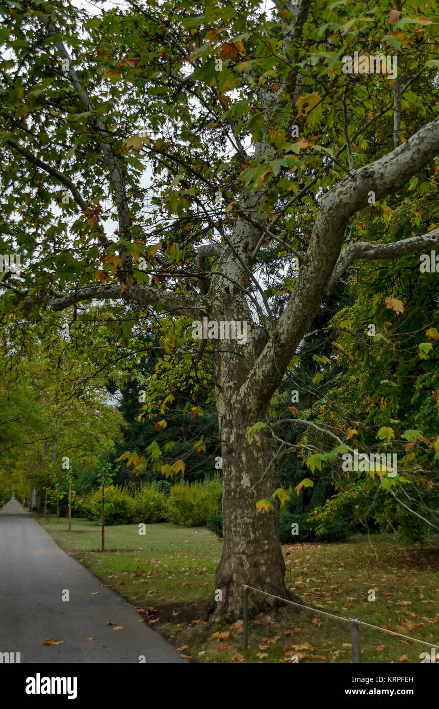Forest, glade and path in National monument of landscape architecture ...