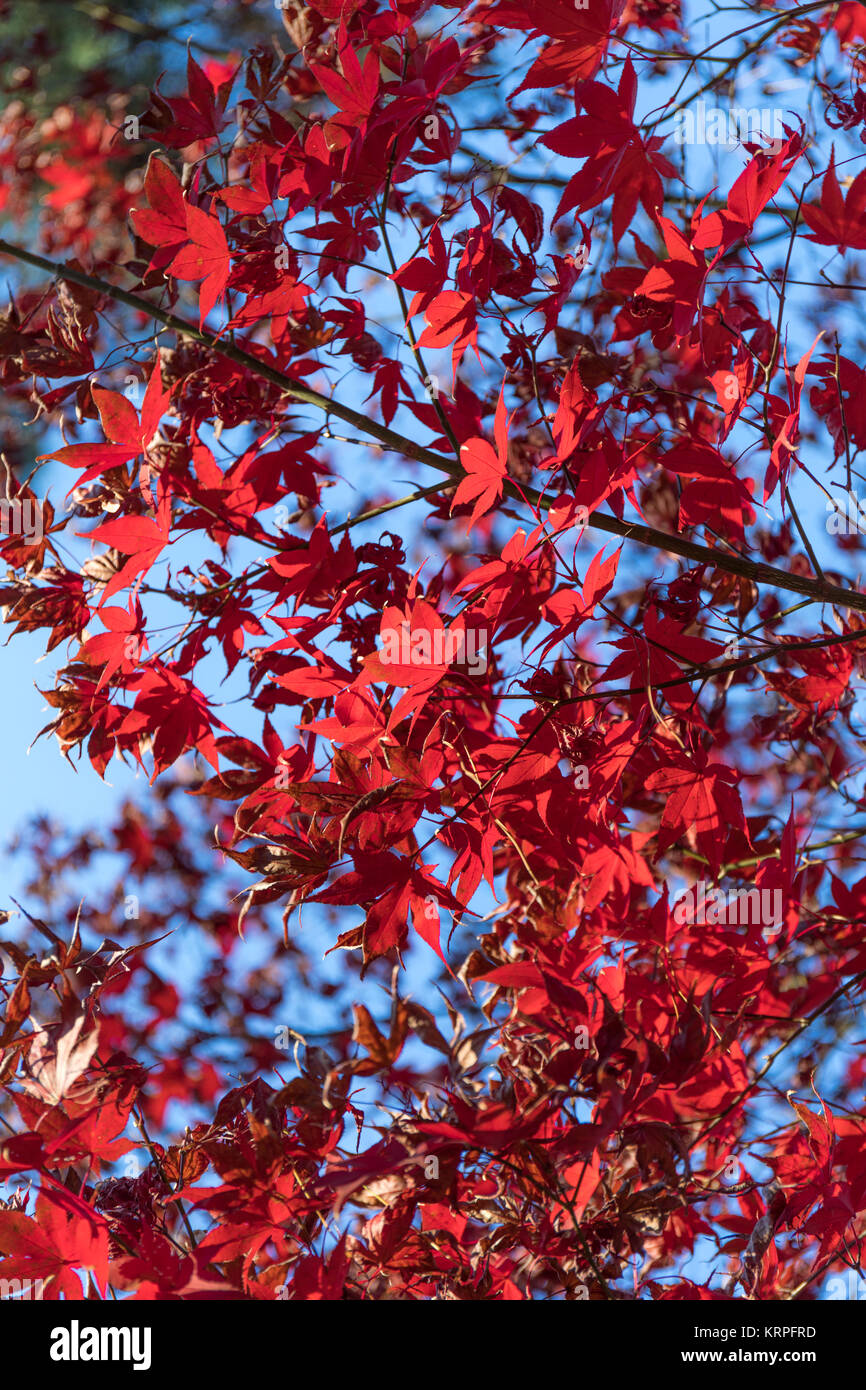 Red leaves on Japanese maple trees at Myohoji Temple, Horinouchi, Tokyo ...